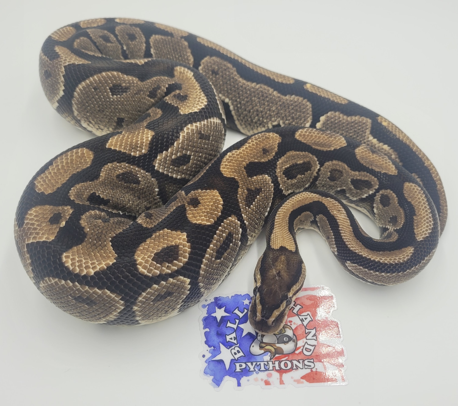 Specter RTB Ball Python by Ball In Hand Pythons LLC - MorphMarket