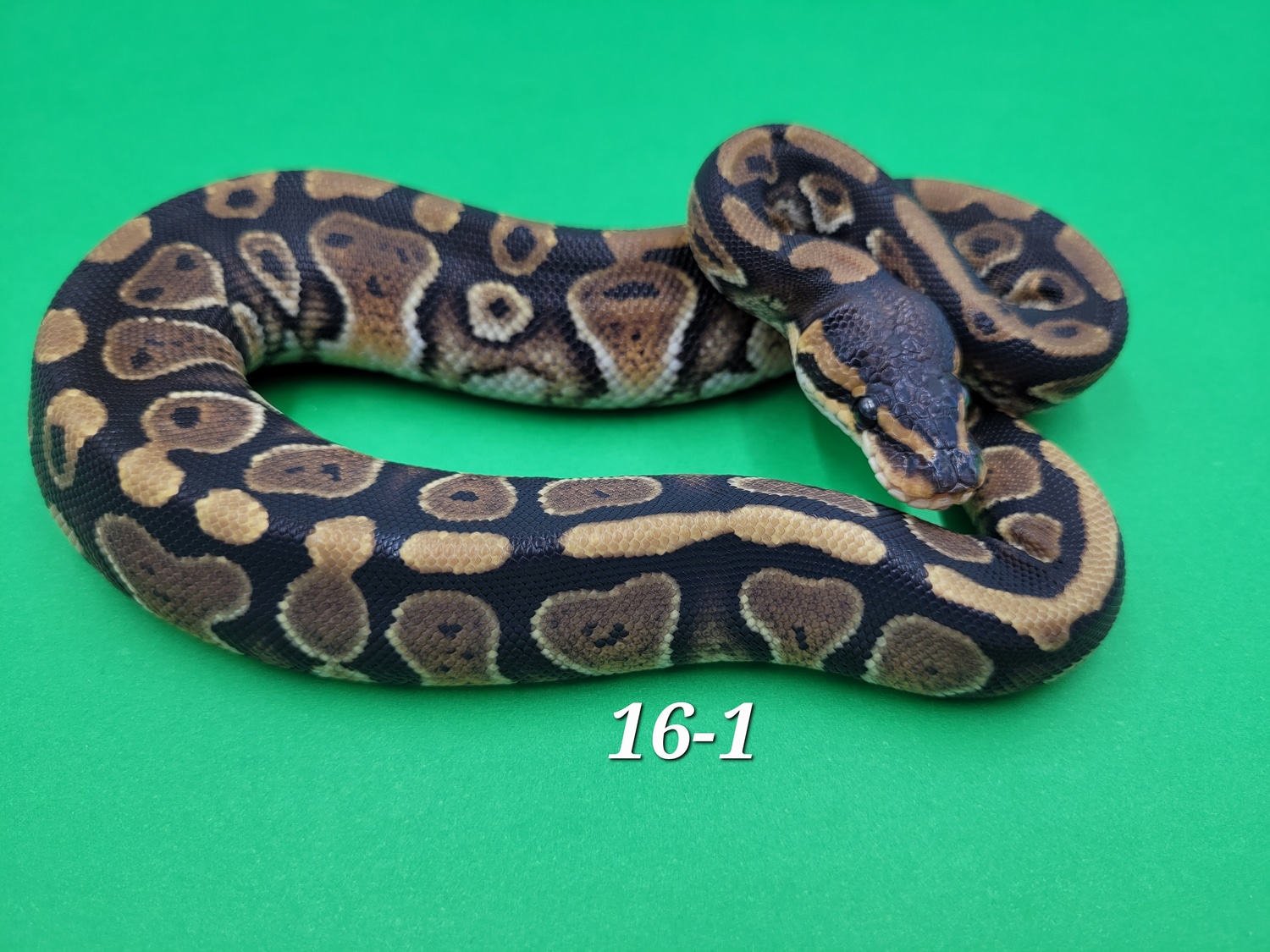 Wookie Ball Python by Ball In Hand Pythons LLC - MorphMarket