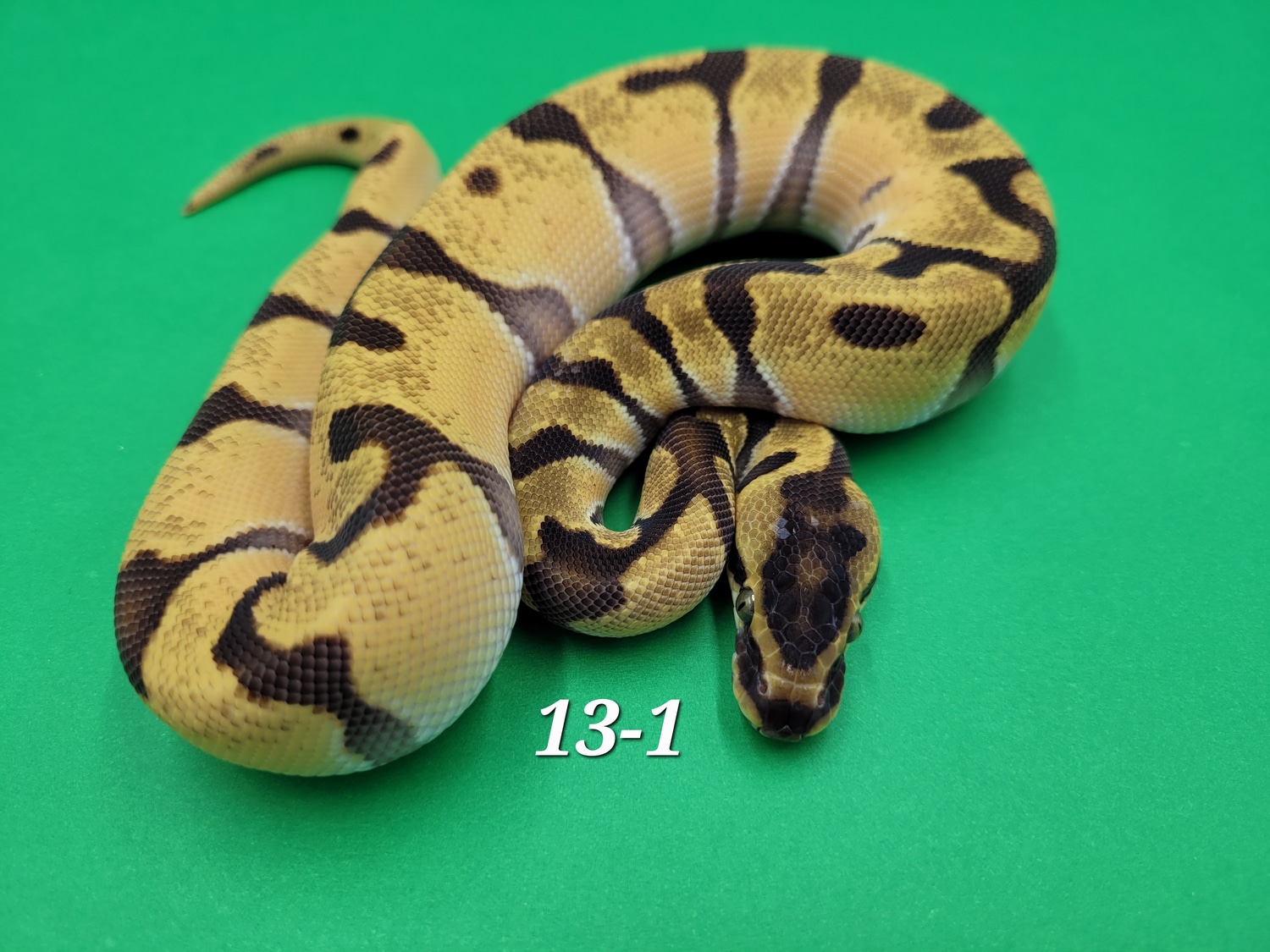 Super Enchi OD Het Hypo Ball Python by Ball In Hand Pythons LLC ...