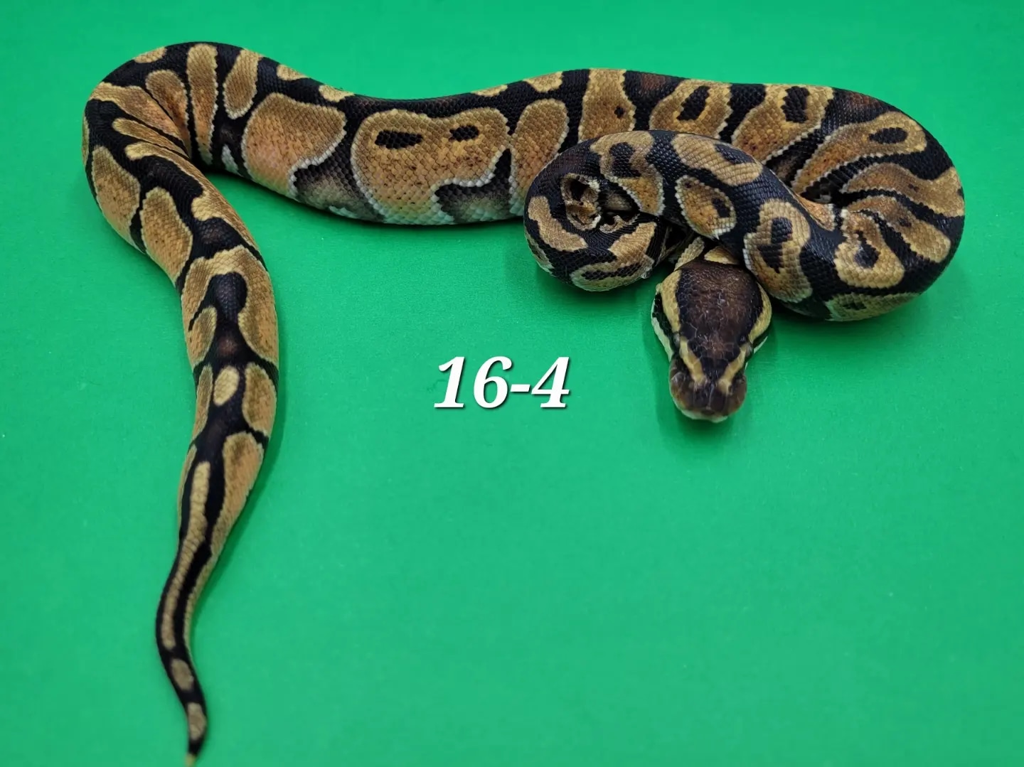 Enchi YB 50% TH Clown Hypo Pied Ball Python by Ball In Hand Pythons LLC ...
