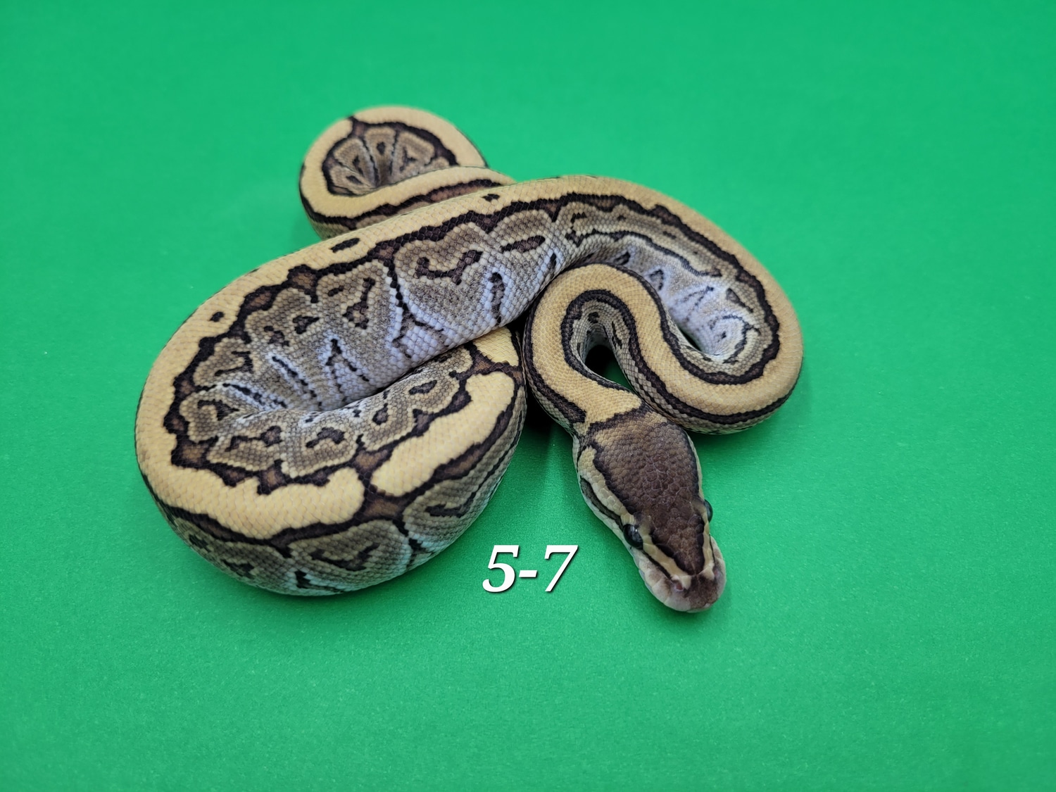 Mojave Pinstripe Poss Blitz Ball Python by Ball In Hand Pythons LLC ...