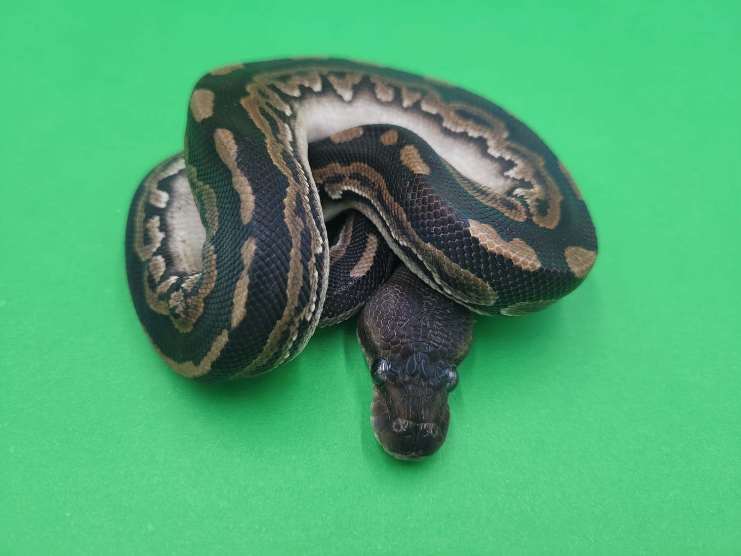 Cinnamon Mahogany Ball Python by Ball In Hand Pythons LLC - MorphMarket