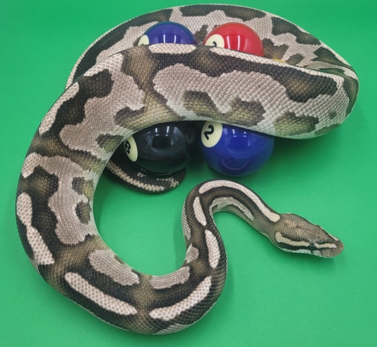 Leopard Fire Spark Ball Python by Ball In Hand Pythons LLC