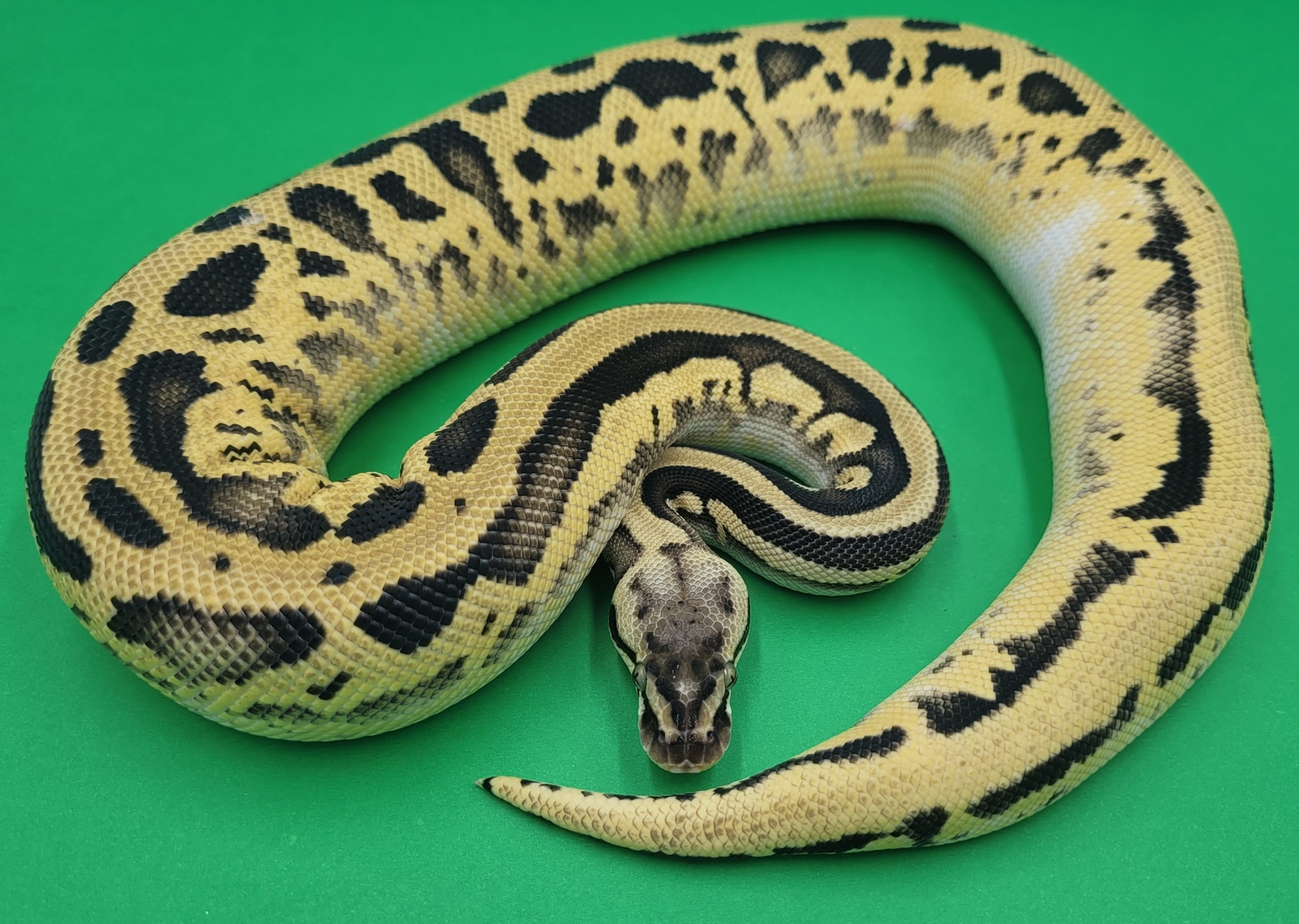 Leopard OD YB Pastel DH Clown Pied Poss X-treme Gene Ball Python by ...