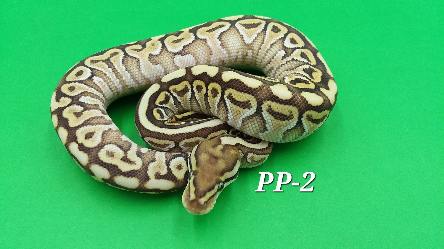 Butter Spotnose Het Clown Ball Python by Ball In Hand Pythons LLC ...