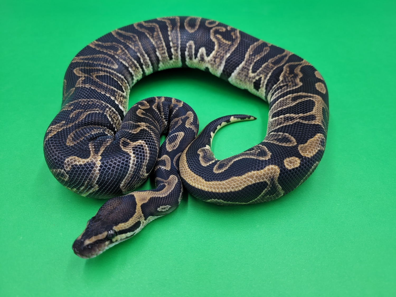 GHI Leopard Het Piebald Ball Python by Ball In Hand Pythons LLC ...