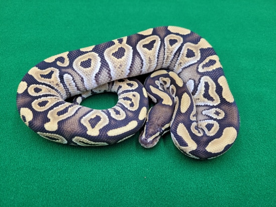 Blitz Mojave Enchi Ball Python by Ball In Hand Pythons LLC