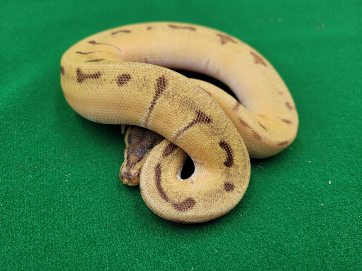 Super OD Enchi Pinstripe Ball Python by Ball In Hand Pythons LLC ...