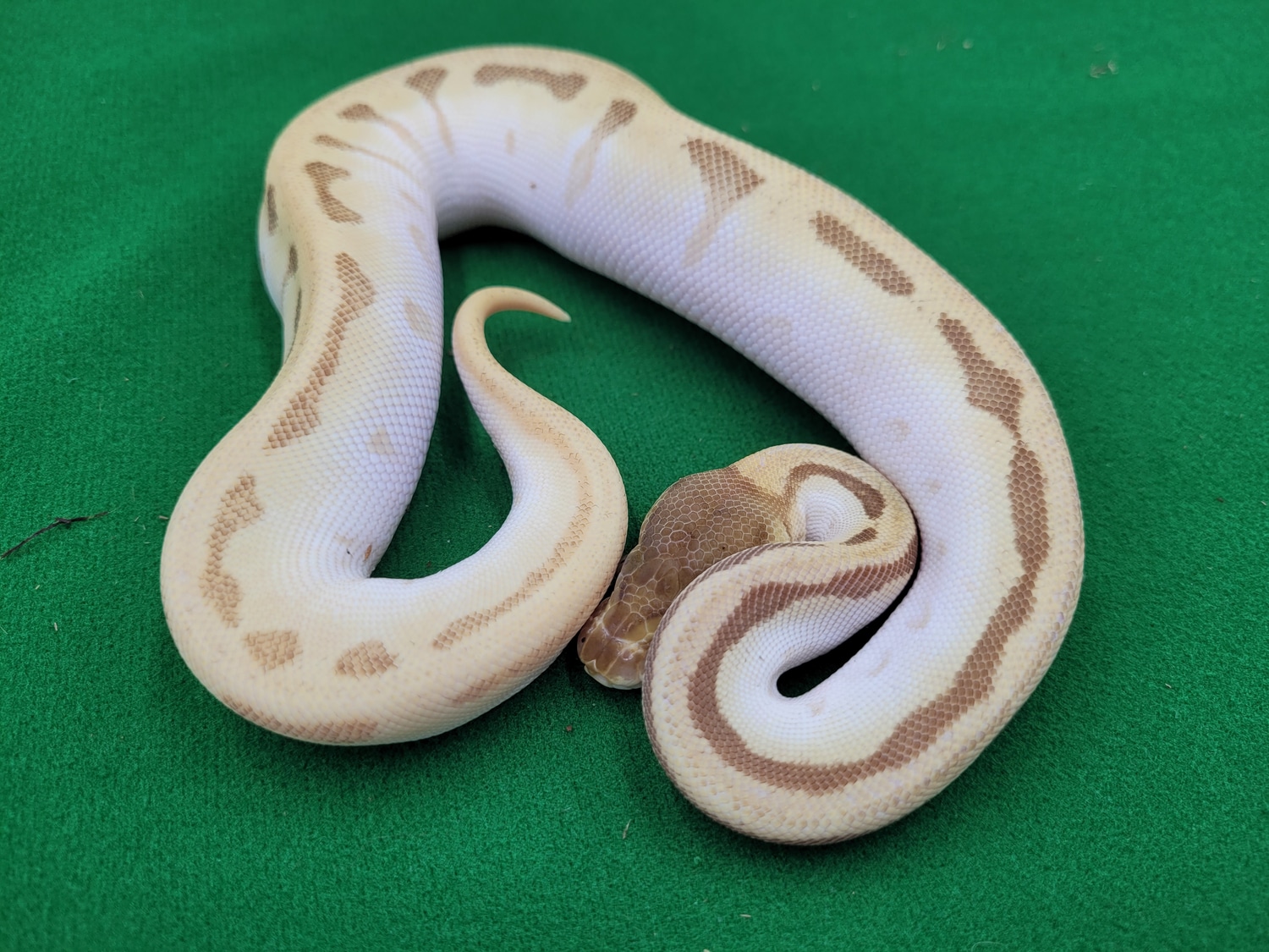 Super OD Enchi Mojave Pinstripe Ball Python by Ball In Hand Pythons LLC ...