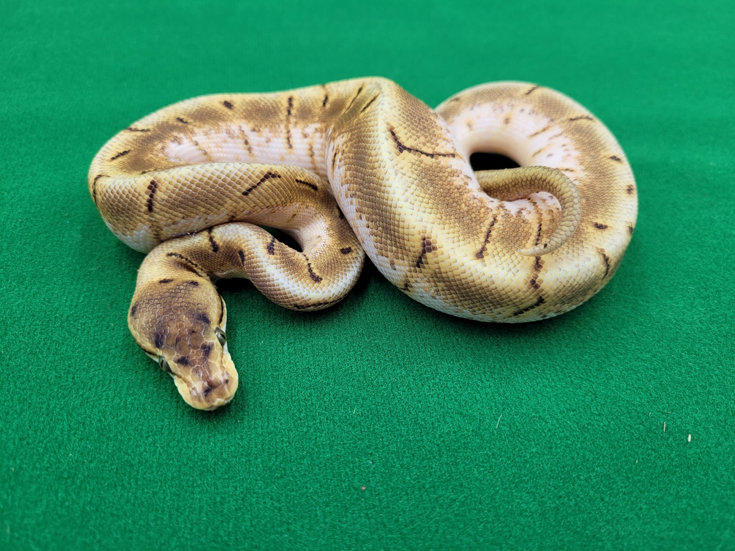 Enchi Spinner Het Clown 50% Het Hypo Ball Python by Ball In Hand ...