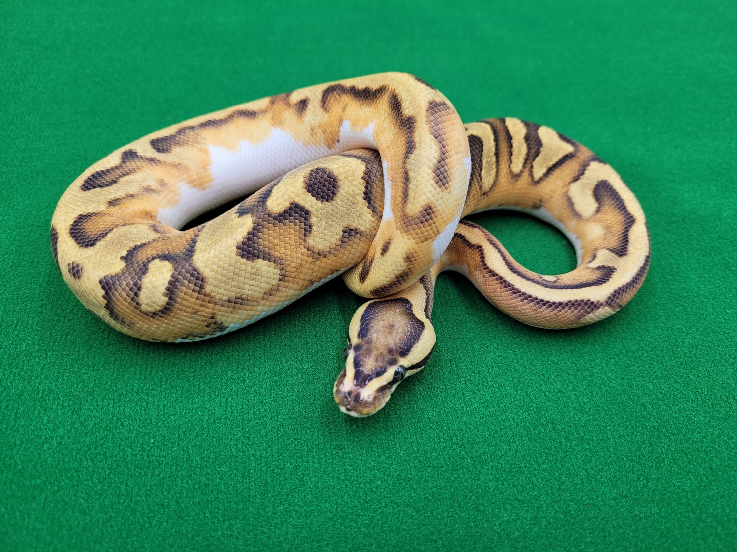 Enchi ODYB Piebald Ball Python by Ball In Hand Pythons LLC - MorphMarket
