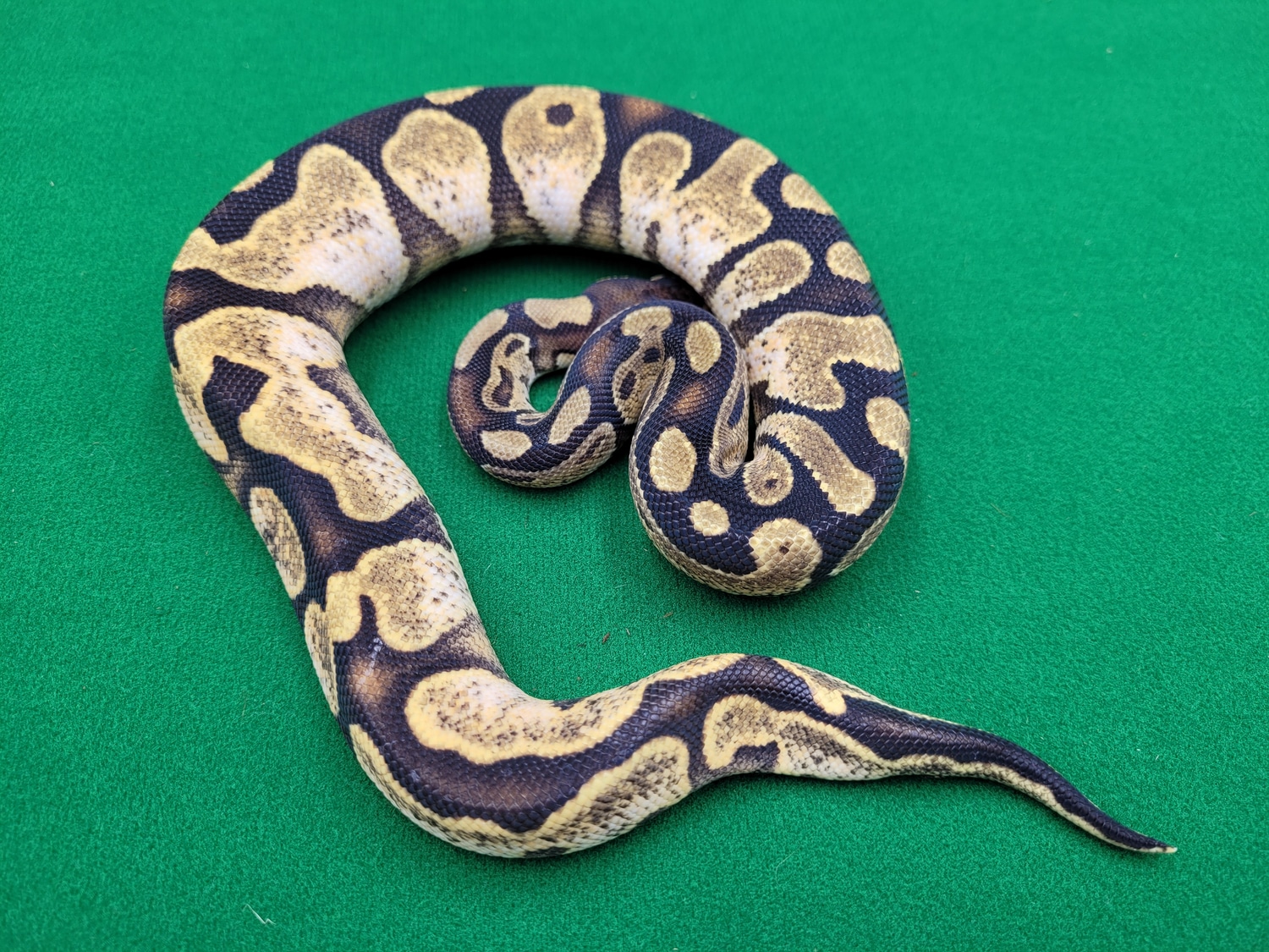 ODYB Calico Ball Python by Ball In Hand Pythons LLC - MorphMarket