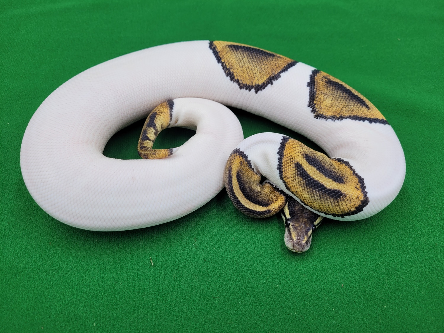 GHI Leopard Pied Ball Python by Ball In Hand Pythons LLC - MorphMarket