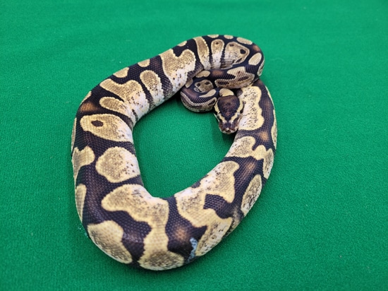 ODYB Calico Ball Python by Ball In Hand Pythons LLC