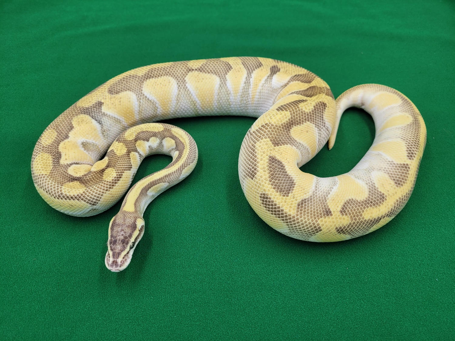 Butter Enchi Pastel Ready To Breed Ball Python by Ball In Hand Pythons ...