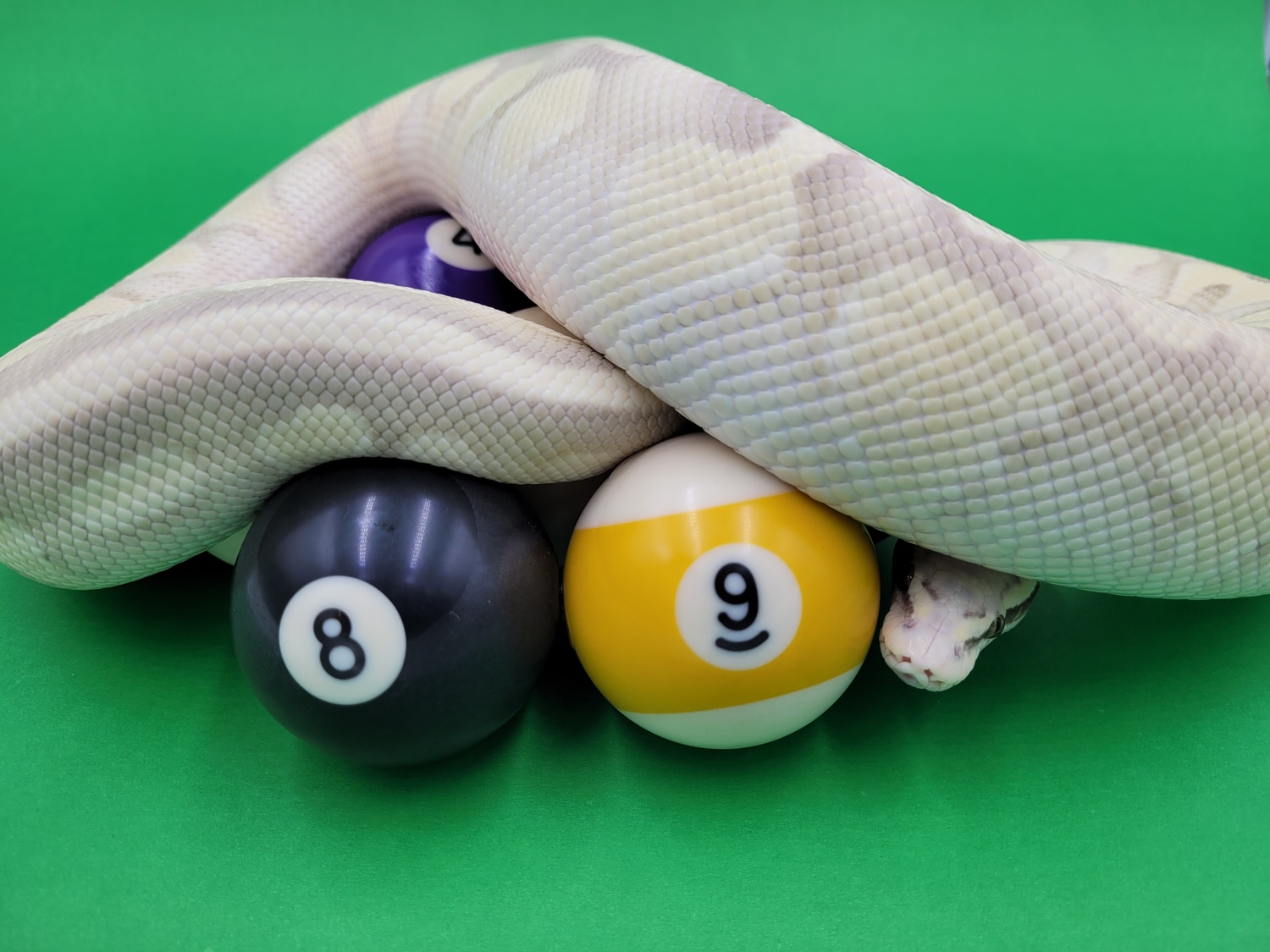 Super Pastel Butter DG Proven Breeder Ball Python by Ball In Hand ...