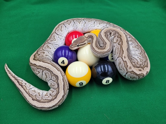 Blitz Enchi Mojave Pinstripe PB Ball Python by Ball In Hand Pythons LLC