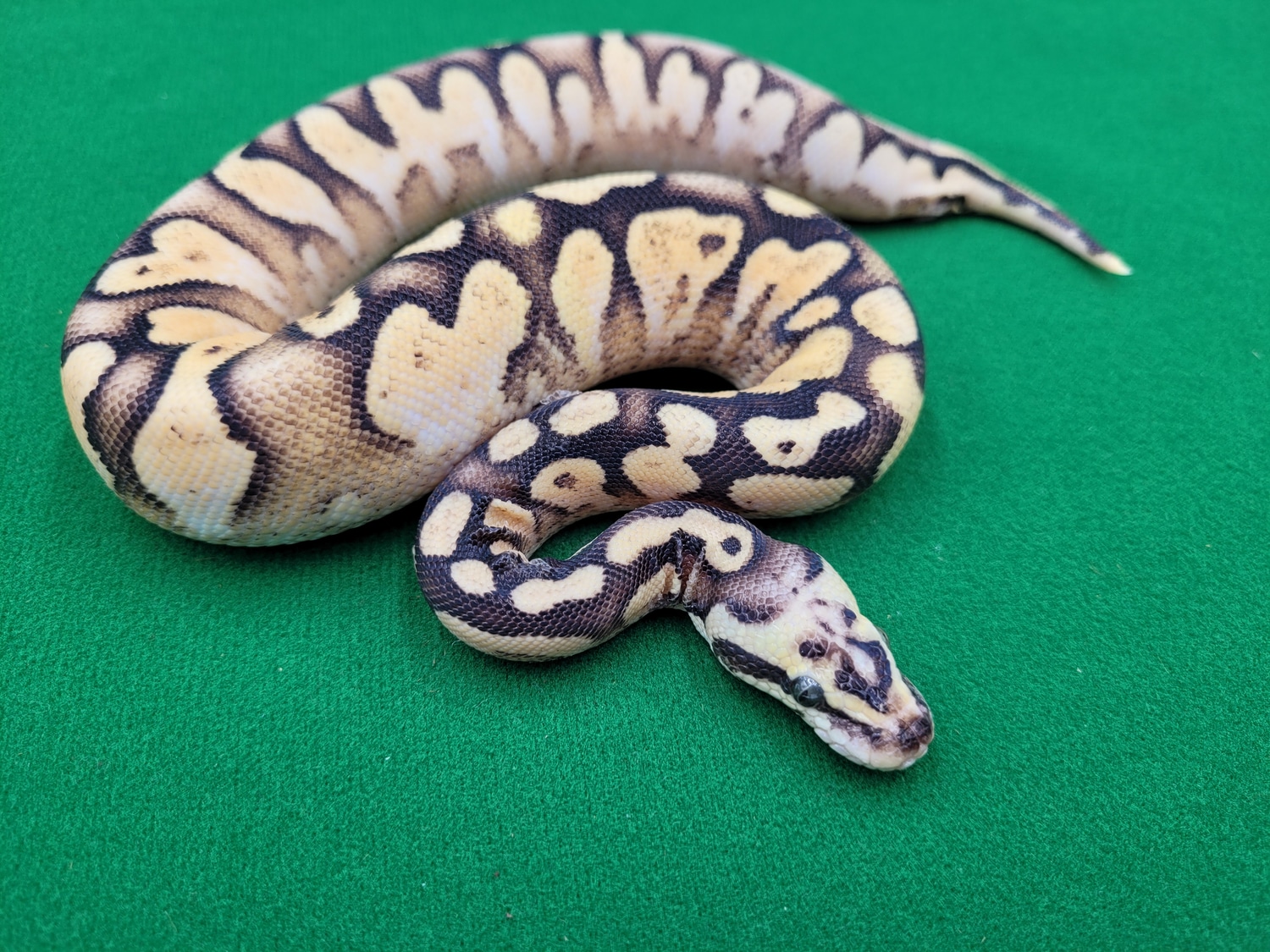 Calico Enchi Firefly Ball Python by Ball In Hand Pythons LLC - MorphMarket