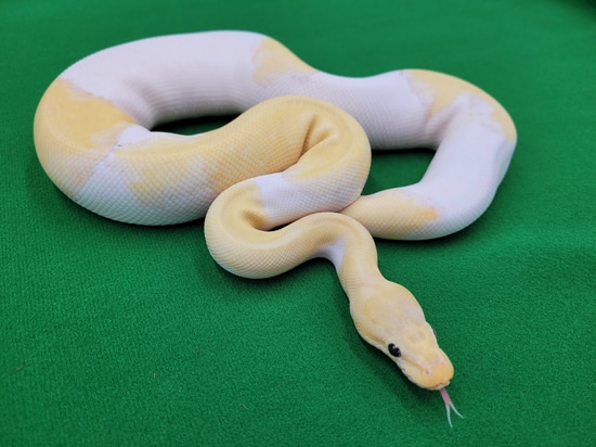 Banana Lemonblast Pied Ball Python by Ball In Hand Pythons LLC