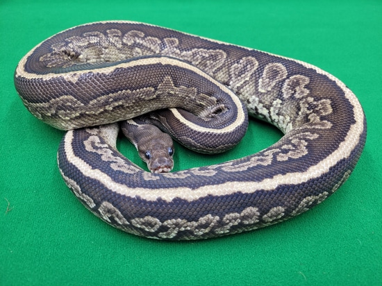Black Pastel HRA YB Ball Python by Ball In Hand Pythons LLC