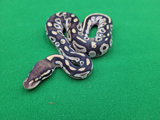 Mojave Het Pied Ball Python by Ball In Hand Pythons LLC