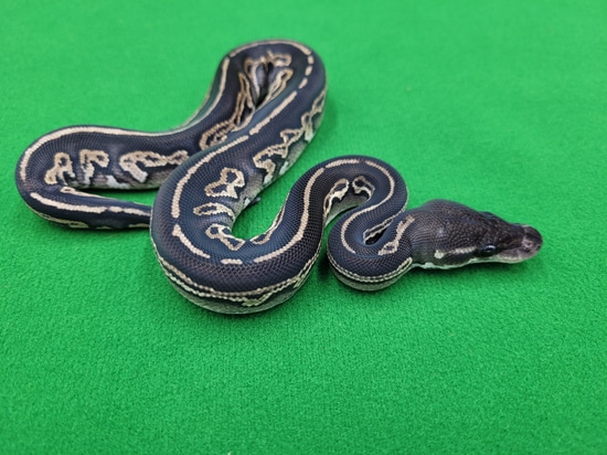 Blackhead Black Pastel Ball Python by Ball In Hand Pythons LLC