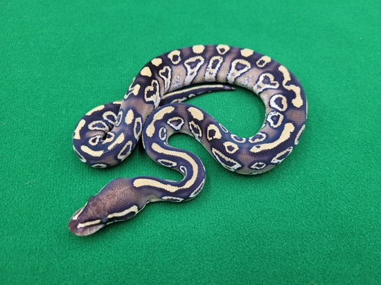 Blitz Mojave Ball Python by Ball In Hand Pythons LLC