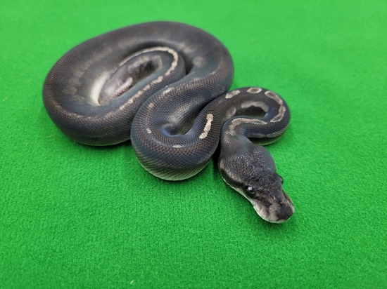 Blackhead Black Pastel GHI Ball Python by Ball In Hand Pythons LLC
