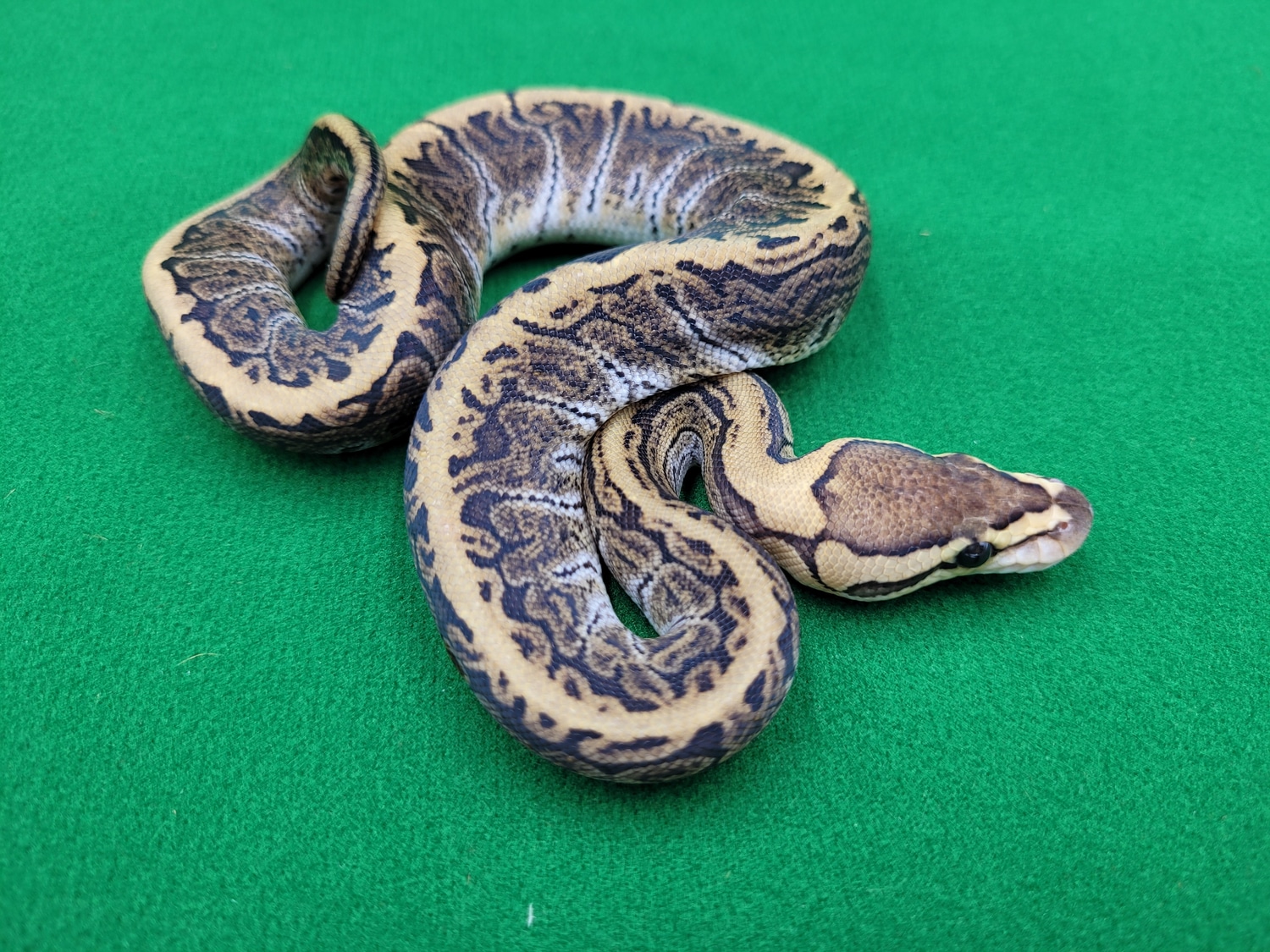 Blitz GHI Pinstripe Ball Python by Ball In Hand Pythons LLC - MorphMarket