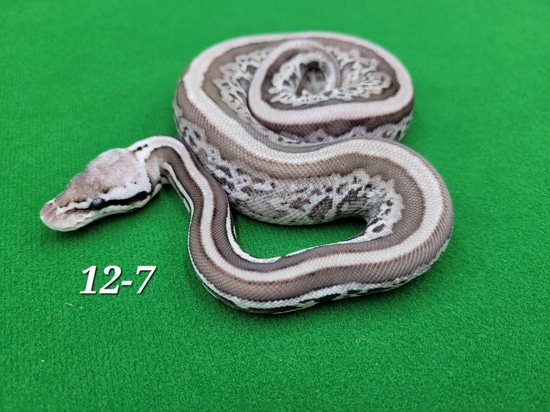 Black Pewter Leopard Spotnose Ball Python by Ball In Hand Pythons LLC