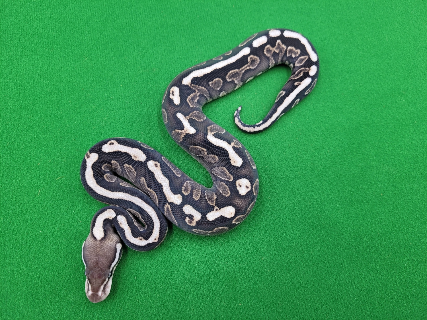 Black Pastel GHI Ball Python by Ball In Hand Pythons LLC - MorphMarket