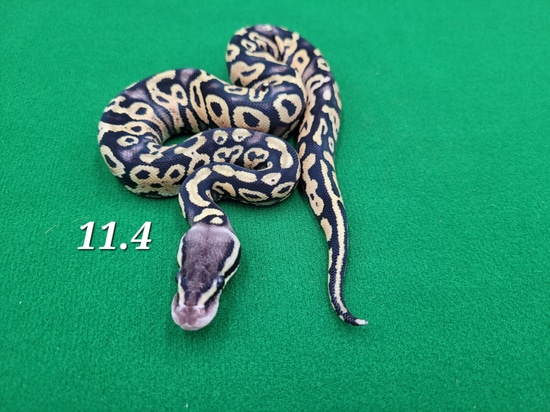 Pastel Asphalt/YB 66% Het Pied Ball Python by Ball In Hand Pythons LLC
