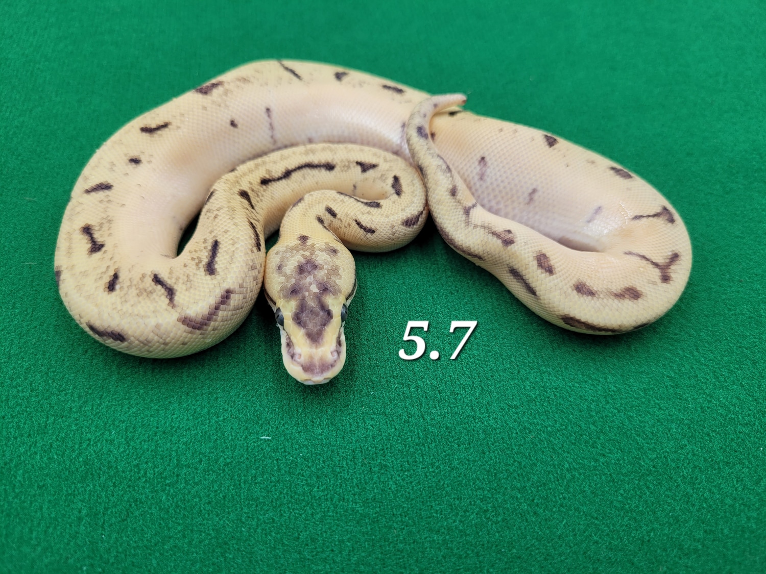 Super Enchi Lemonblast Poss YB Het DG Ball Python by Ball In Hand ...