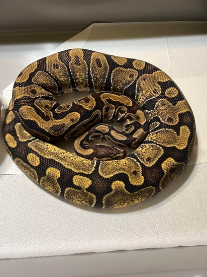 OD Enchi Proven Ball Python by Ball In Hand Pythons LLC