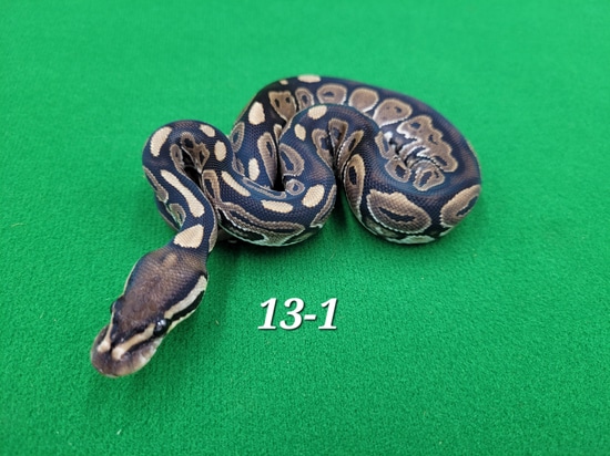 HRA YB Ball Python by Ball In Hand Pythons LLC