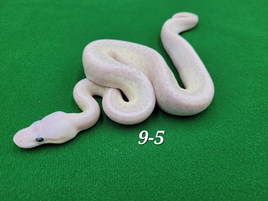 Kingpin Firefly Blitz Ball Python by Ball In Hand Pythons LLC
