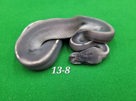 HRA/Black Pastel GHI Mojave YB Ball Python by Ball In Hand Pythons LLC