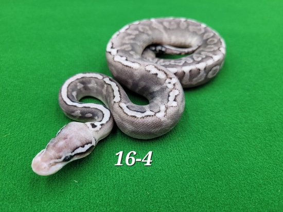 Black Pewter GHI YB Ball Python by Ball In Hand Pythons LLC