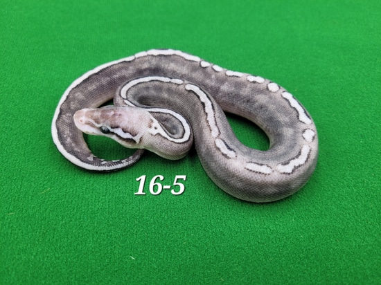 Black Pewter GHI YB Ball Python by Ball In Hand Pythons LLC
