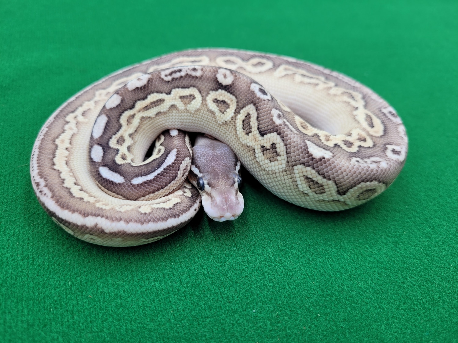 HRA Lesser Pastel Poss Fire/YB Ball Python by Ball In Hand Pythons LLC ...