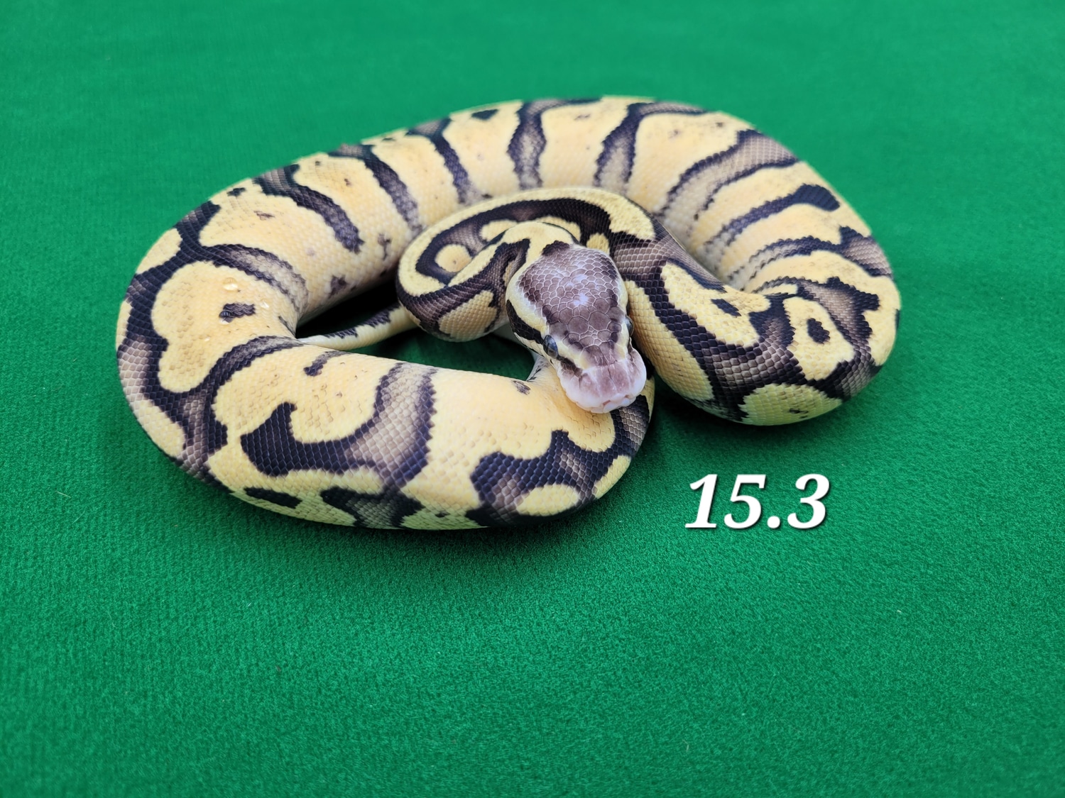 Firefly Het DG Ball Python by Ball In Hand Pythons LLC - MorphMarket