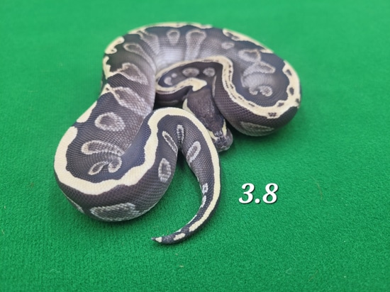 GHI Mojave Poss Blitz Ball Python by Ball In Hand Pythons LLC