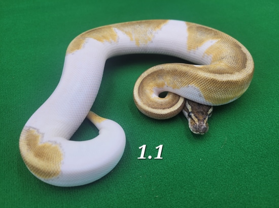 Mojave Enchi Pied Ball Python by Ball In Hand Pythons LLC