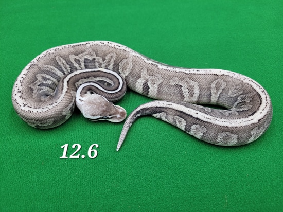 Black Pewter GHI Leopard Ball Python by Ball In Hand Pythons LLC