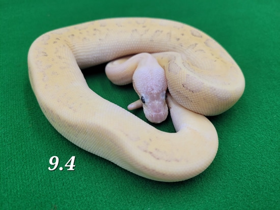 Lesser Firefly Pinstripe Poss YB Ball Python by Ball In Hand Pythons LLC