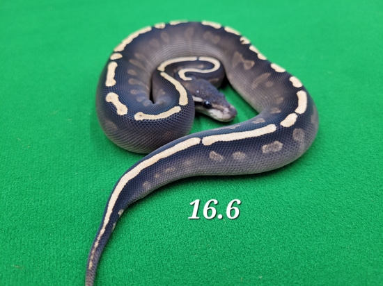Black Pastel GHI YB Ball Python by Ball In Hand Pythons LLC