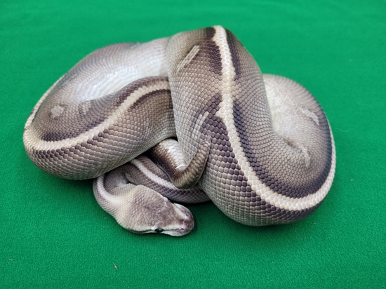 Super Raven Lesser Ball Python by Ball In Hand Pythons LLC