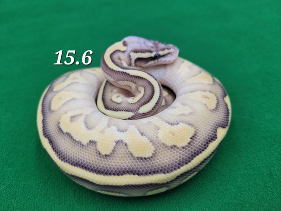 *SALE* Het Desert Ghost Fire Pastel Butter Black Pastel Ball Python by ...