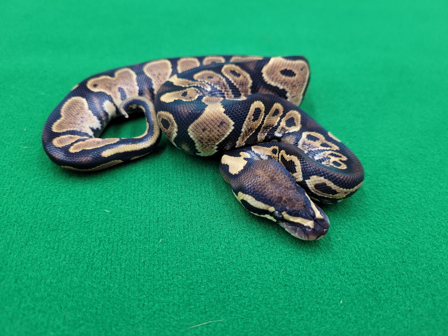 Asphalt/YB 66% Het Pied Ball Python by Ball In Hand Pythons LLC ...