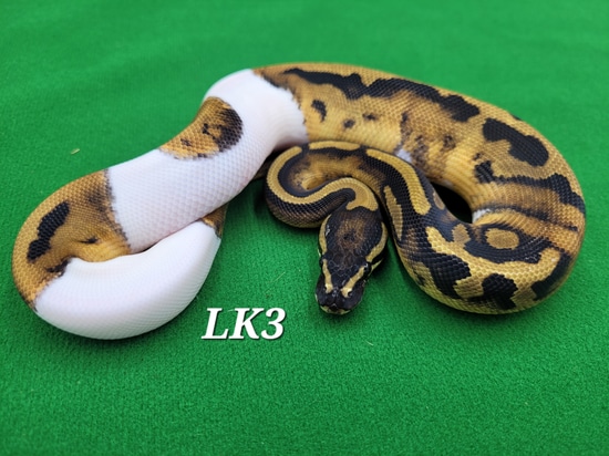 Leopard Pied Ball Python by Ball In Hand Pythons LLC